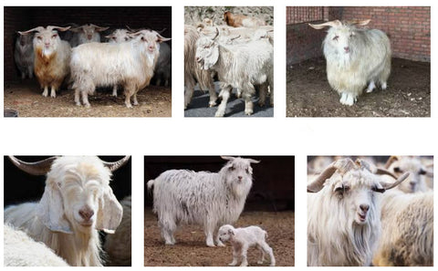 What is Cashmere and why is it so expensive? - Dr. Muxue