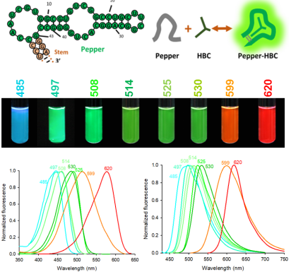 Pepper fluorescent RNA live cell labeling technology – FR Biotechnology