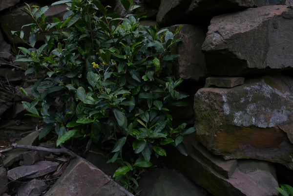 Guzhu Wild Zi Sun Cha 2022 Spring Tea – Cultural heritage | All about ...