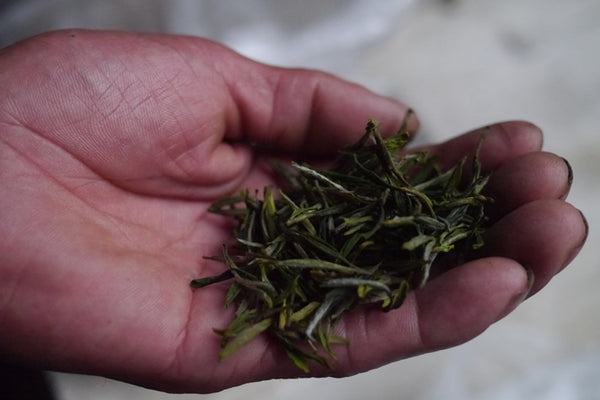 Guzhu Wild Zi Sun Cha 2022 Spring Tea – Cultural heritage | All about ...