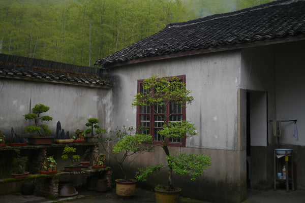 Guzhu Wild Zi Sun Cha 2022 Spring Tea – Cultural heritage | All about ...